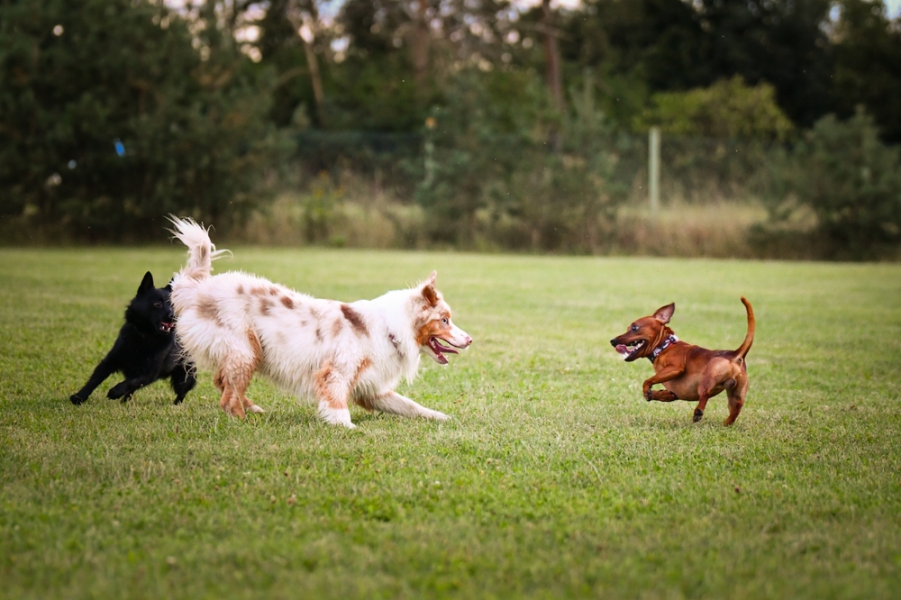 Orthopedic & Patella Surgery - Cascades Pet Hospital